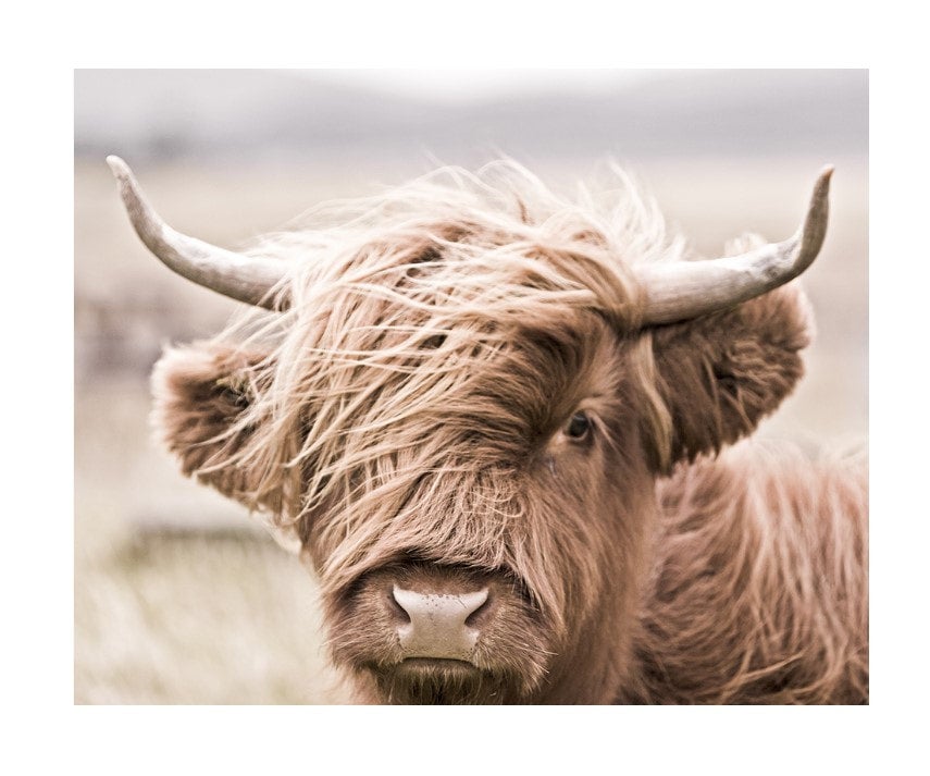 Bovine Canvas | Poppy Laine