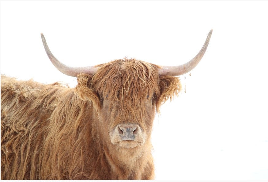 In the Spotlight Bovine | Poppy Laine