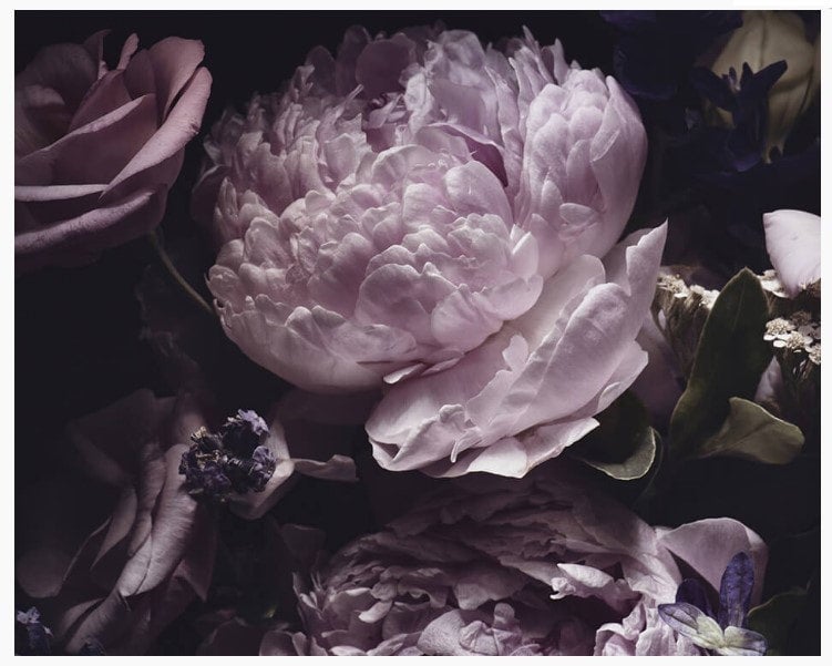 Purple Midnight Bloom | Poppy Laine