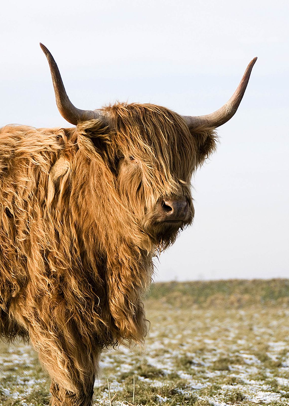 Bovine Fields | Poppy Laine